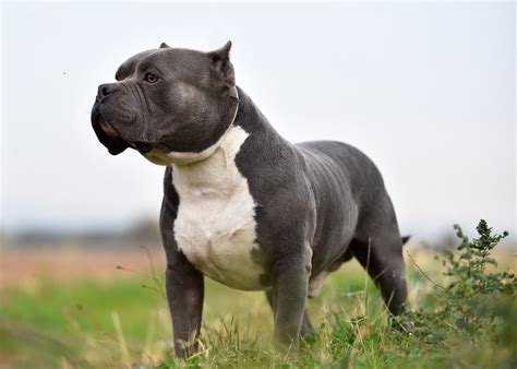 U K Proposes American Xl Bully Breed Ban Prompting Fierce Debate