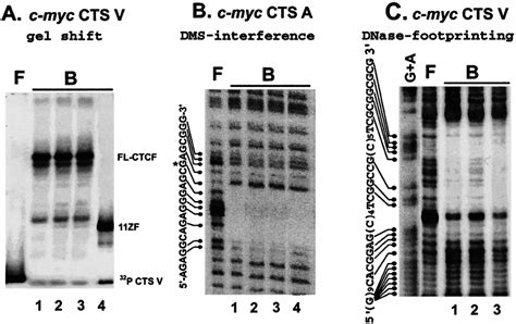 Mutating Of The Major C Terminal Ckii Sites Does Not Affect Interaction