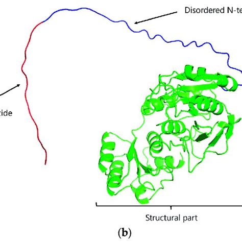 Signal Peptide Prediction By Signalp 6 0 Of Ansz Gene A Alphafold Download Scientific