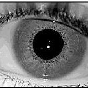 Sample Images From The Iitd Iris Database Download Scientific Diagram