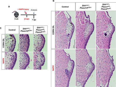 Wt And Piezo1 Mutant Epithelium Exhibits Restoration Of Cell Defects