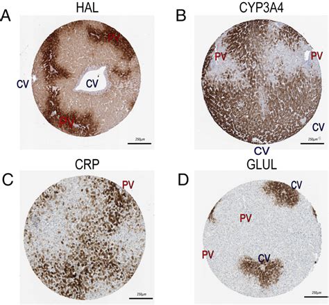 Representative Ihc Plots Verifying The Zonal Distribution Of