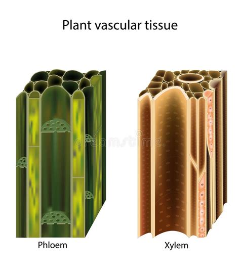 Cross Plant Section Tissue Stock Illustrations 258 Cross Plant Section Tissue Stock