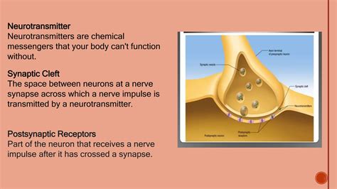 Neural Control Of Exercises Musclespptx