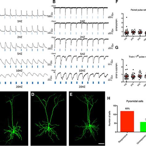Pulvinar Activation Of Pyramidal Cells A B Responses Of A Pyramidal Download Scientific