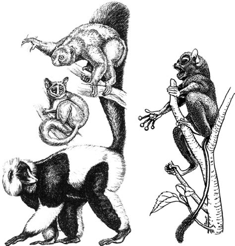 2 Examples Of Prosimian Primates Left Lower The Ruffed Lemur