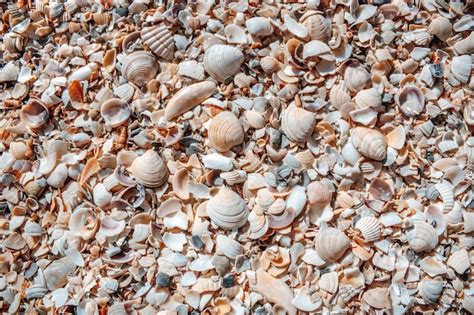 Premium Photo Seashells Background