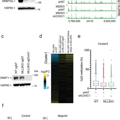 Dna Methylation And Mll2 Dependent Transcription A Western Blot Of Download Scientific Diagram
