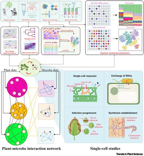 Plant Microbiome Dynamics Through Spatial Metatranscriptomics And Network Biology Trends In