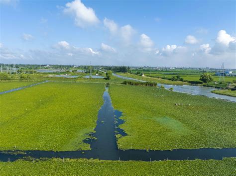 江苏泰州：夏日水乡采菱忙 搜狐大视野 搜狐新闻