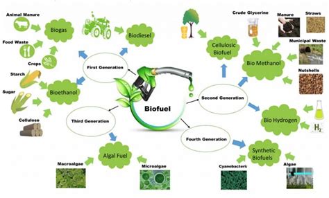 What Are The Different Types Of Biomass Green Coast