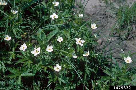 Canadian Anemone Anemone Canadensis L