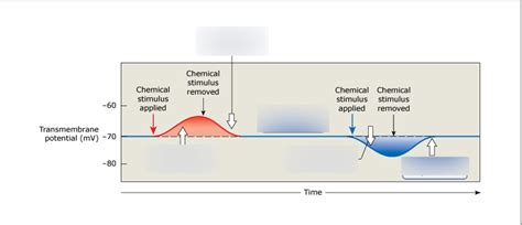 Depolarization Repolarization And Hyperpolarization Diagram Quizlet