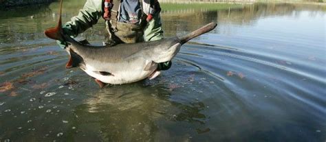 Oklahoma Fish Species Identification Uces