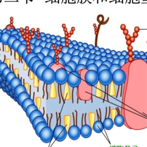 Ying Tang South China Agricultural University College Of Natural