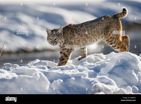 North American Bobcat Lynx Rufus Stalking Along Madison River