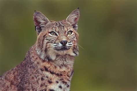 Bobcat Size Comparison How Big Is A Bobcat
