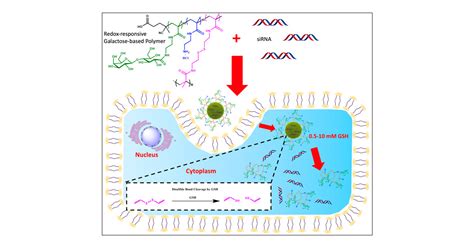 Tumor Microenvironment Regulated Redox Responsive Cationic Galactose Based Hyperbranched