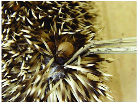 Mating Adult Hyalomma Aegyptium On The Young Hedgehog Download