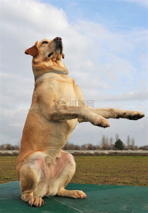 播放拉布拉多检索器宠物动物乐趣伴侣爪子舞步桌子犬类高清图片下载 正版图片320330715 摄图网