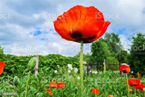 빨간 양귀비의 바닥보기 하늘을 배경으로 정원에있는 꽃 여름 자연 배경 0명에 대한 스톡 사진 및 기타 이미지 0명 개양귀비 개화기 Istock