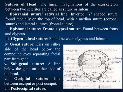 Lec Body Segmentation Structure Of Head Its Types Ppt
