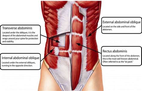 External And Internal Obliques Functional Anatomy Guide
