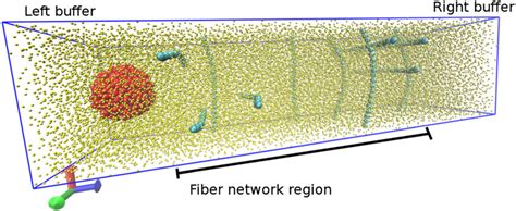 Depiction Of The Dpd Model For A Flexible Network The Fibres Cyan Download Scientific