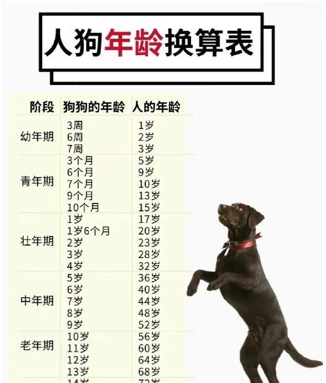 狗狗1岁人的7岁？其实是错的，正确的年龄换算表在这里