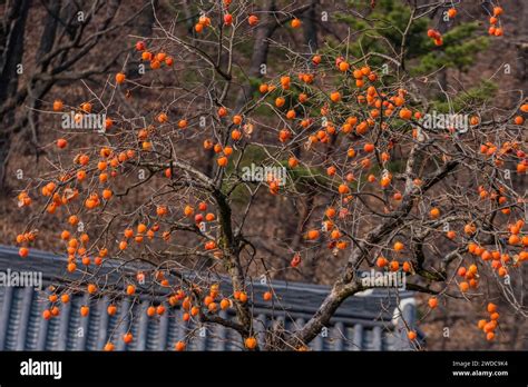 Ripe Persimmons Hanging On Leafless Persimmon Tree With Roof Of Buddhist Temple Building Visible