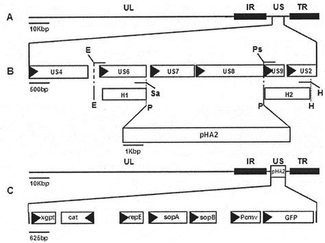 Tk Ge And Gt Gene Deletion Strain Of Porcine Pseudorabies Virus Variant And Application Of Tk