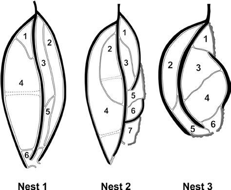 Lateral View Schematic Illustrations Of The Internal Chamber
