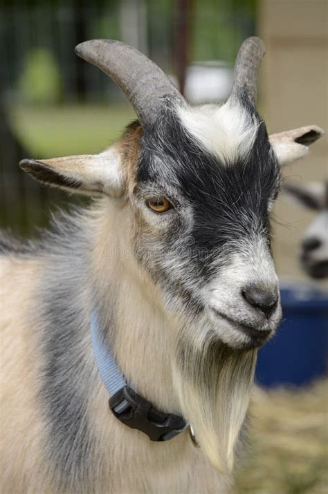 Billy Goat Beard Style Male