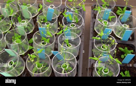 Arabidopsis Thaliana Lab