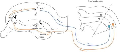 Neural Circuits And Some New Factors Involved In Hippocampal Memory Intechopen