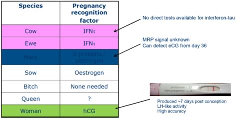 Pregnancy Diagnosis Flashcards Quizlet