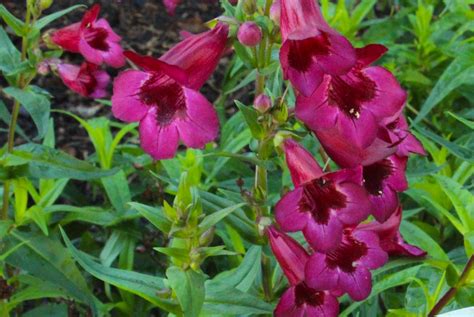Penstemon Rich Ruby Ballyrobert Gardens