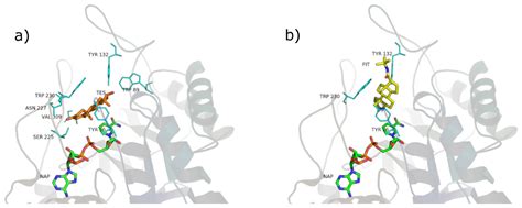 Hypothesis on Serenoa repens Bartram small extract inhibition of prostatic α reductase