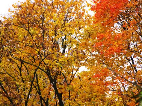 Autumn Colors Tree Leaves Color Dimension R Naturephotography