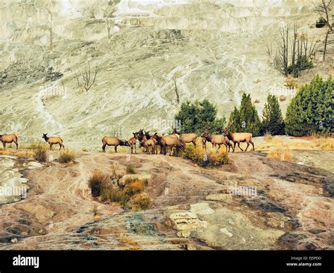 Wapiti Elk Cervus Elaphus Canadensis Cervus Canadensis Herd At Mammoth Hot Springs Usa
