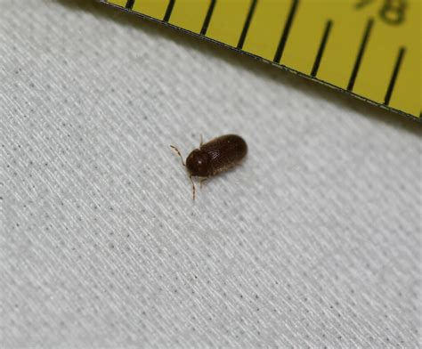 Drugstore Beetle