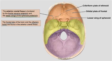 Cranial Fossae Flashcards Quizlet