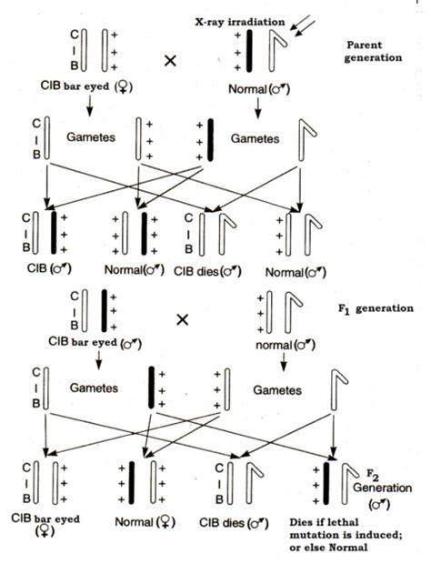 Mutation Classification Of Mutation Mutagens Detection Of Mutation