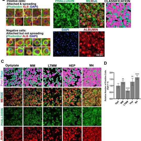 Phh In M4 Showed Better Cell Adhesion Than Other Commercial Media A