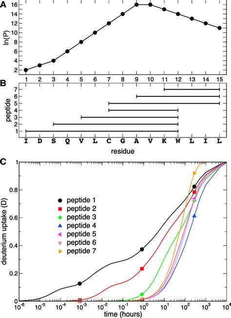 A Protection Factors For A 15 Residue Sequence Peptide Fragments For