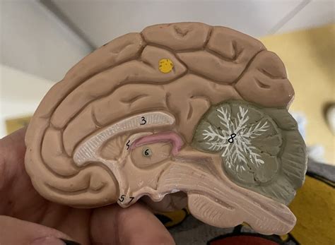 Csn Biol 223 Sheep Brain Model Diagram Quizlet