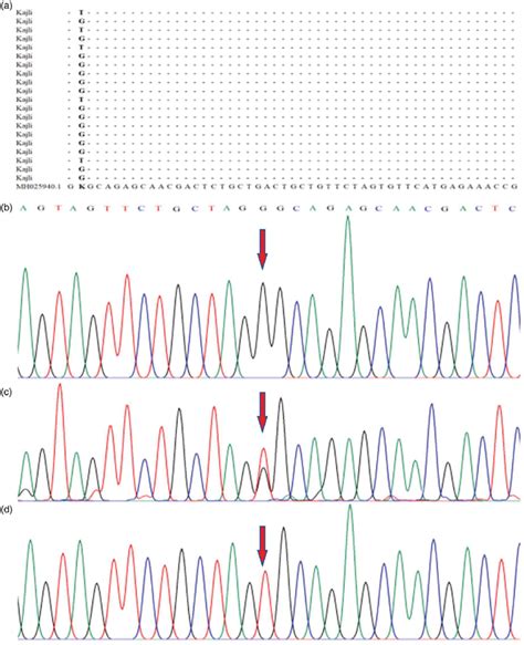 A Nucleotide Sequence Alignment Of The Myostatin Gene Representing