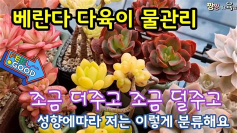 다육이 키우기 물관리 💦 성향에따라 더주고 덜주고🌺총 6가지로 Or 개별적 으로 하기도 하죠 Youtube