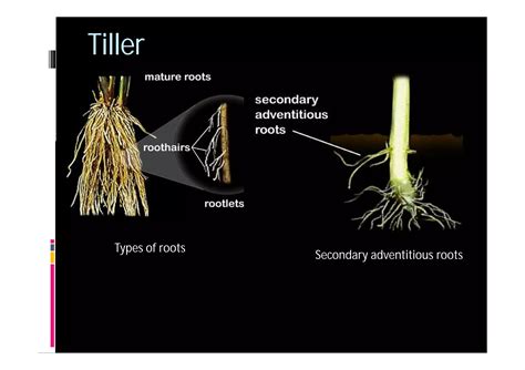 Rice PDF Agriculture Industries