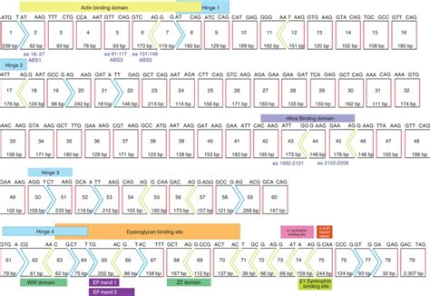 Dystrophin Transcript Structure43 Showing The Reading Frame And Major